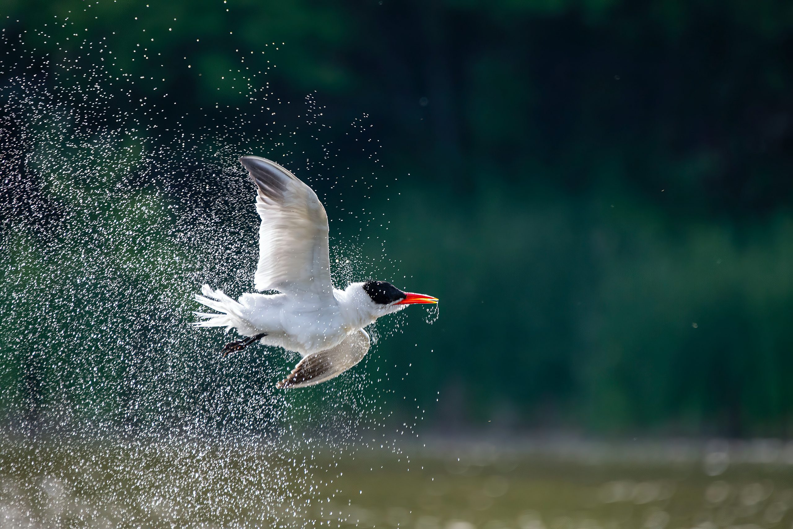 Concours Photos International 2026 - Les concours